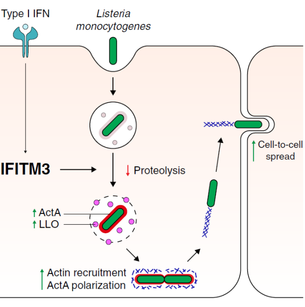 Publications | Brumell Lab | SickKids