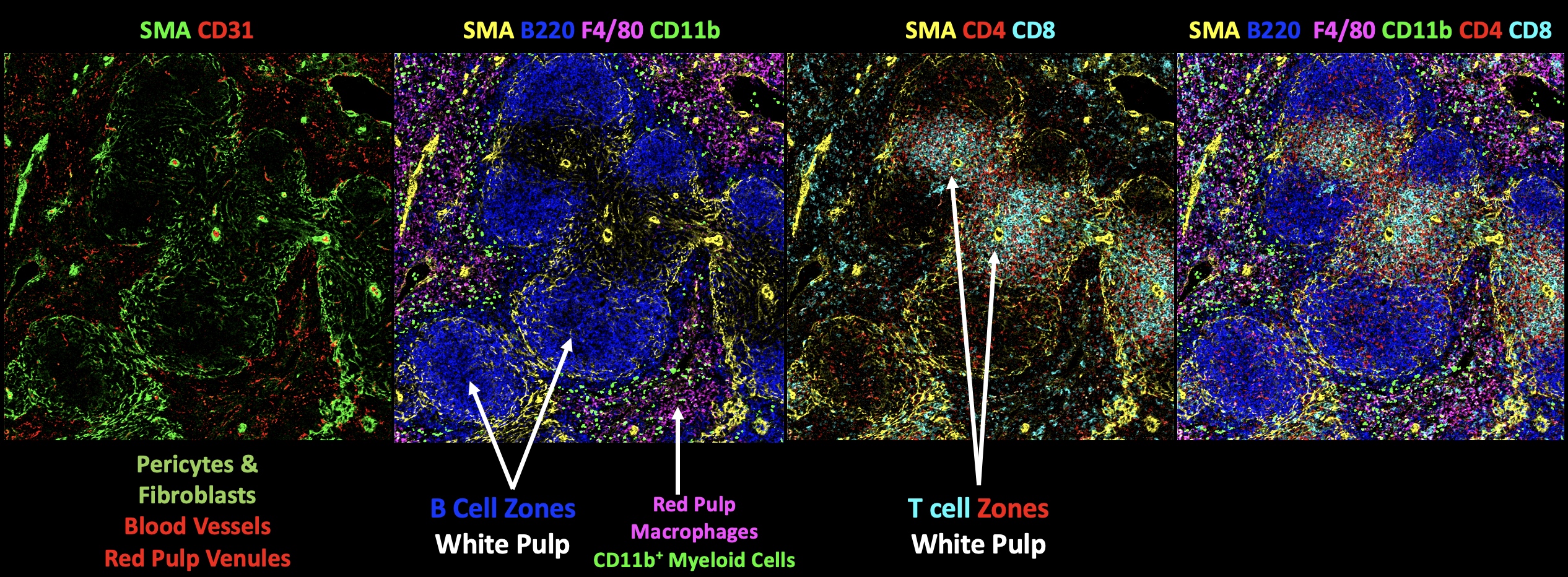 Hyperion Imaging Mass Cytometry | CASCA | SickKids