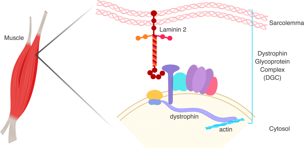 Projects – Cohn Lab