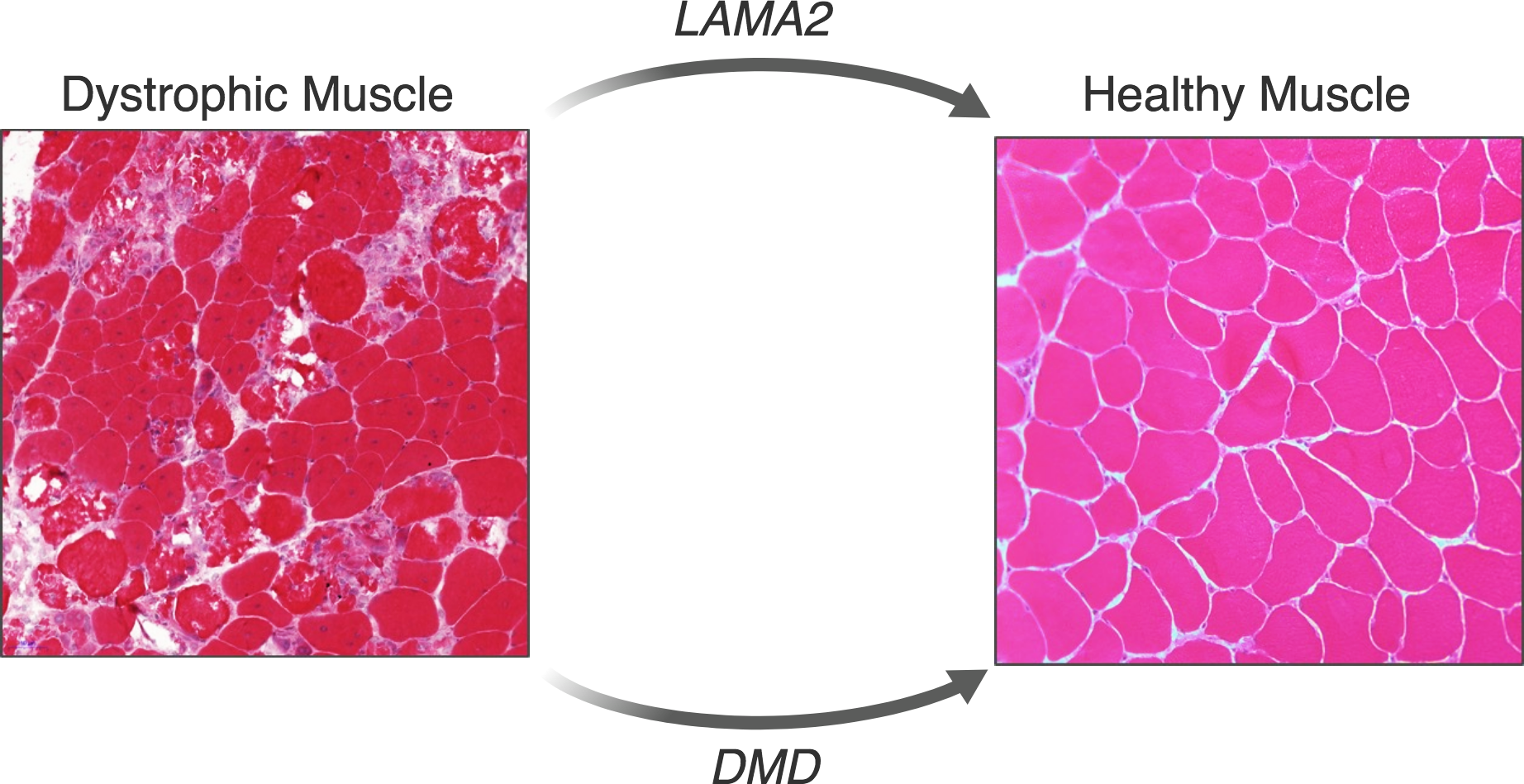 Projects – Cohn Lab