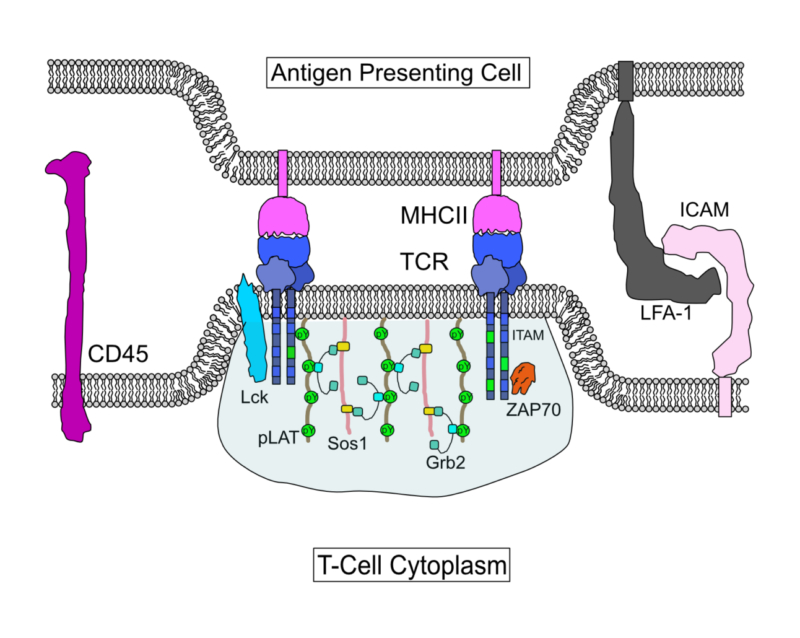 Research - Ditlev Lab