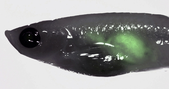 Research - Hayes Lab