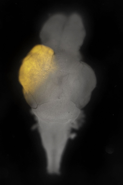 Research - Hayes Lab