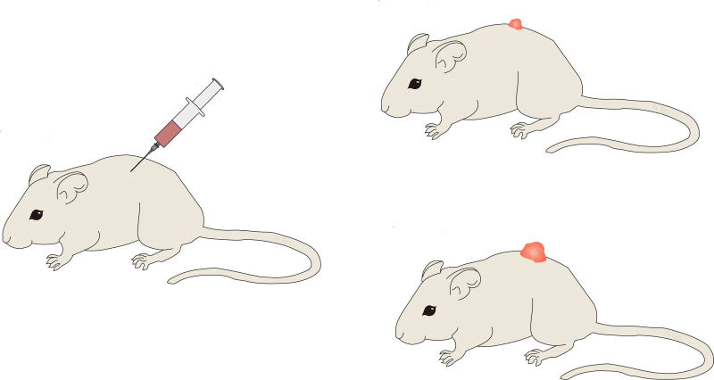 Meredith Irwin Lab – Neuroblastoma Research Program