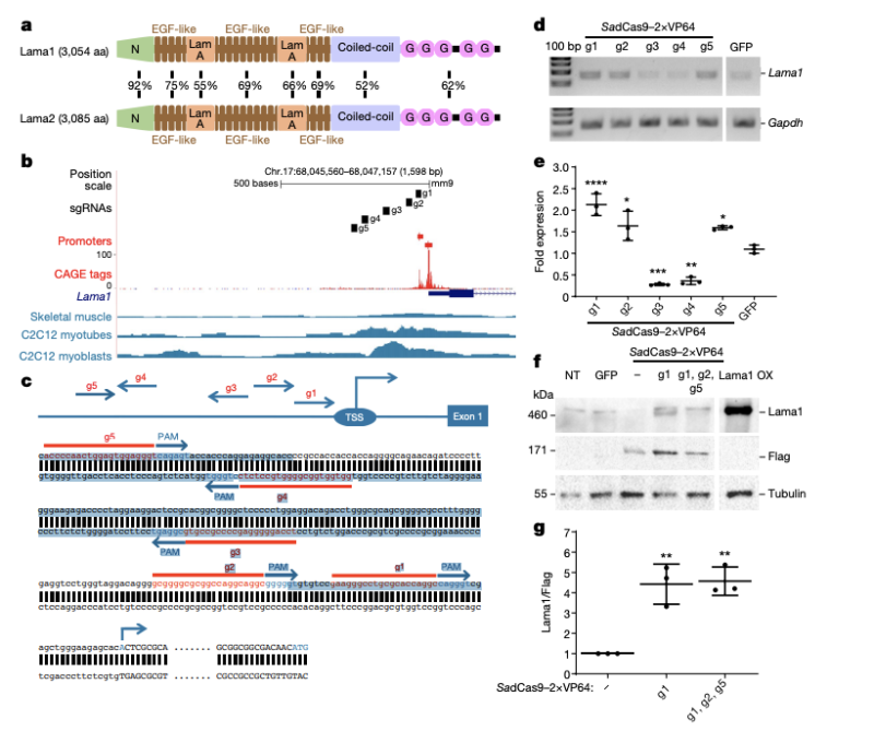 A mutation-independent approach for muscular dystrophy via upregulation ...