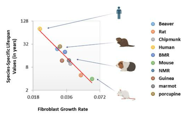 Research | Kafri Lab | Sickkids
