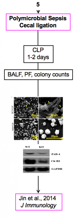 Experimental Models – Palaniyar Lab