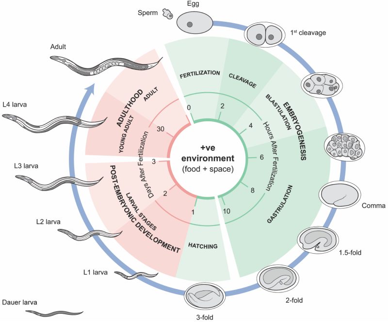 Publications | The Rutka Lab | SickKids