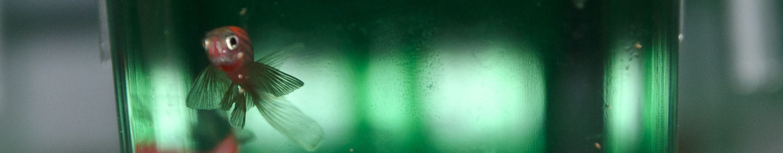 Zebrafish Genetics and Disease Model Core | SickKids